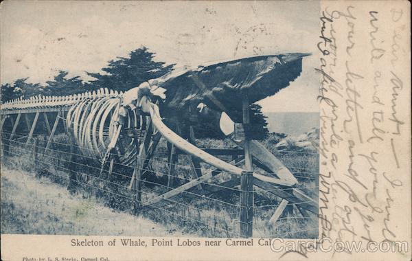 Skeleton of Whale, Point Lobos near Carmel Cal. California Postcard