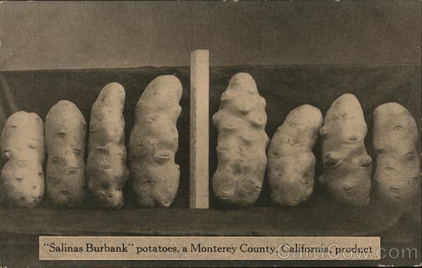 Salinas Burbank" Potatoes California Vegetables Postcard