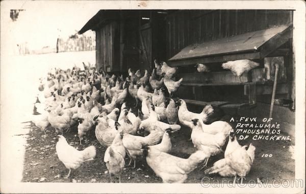 A Few of Petaluma's Thousands of Chickens California Postcard