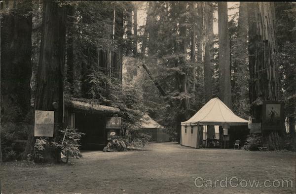 Campsites Bohemian Grove Monte Rio CA Postcard Campsites Bohemian Grove Monte Rio CA Postcard