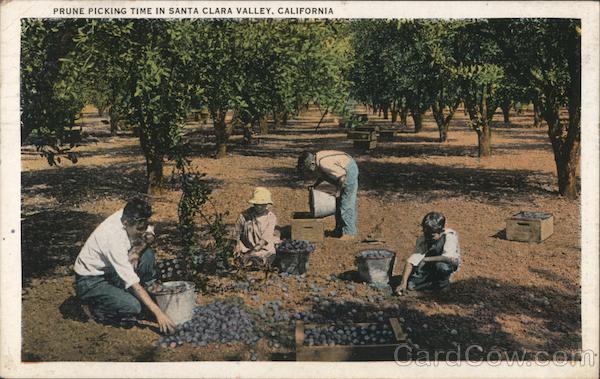 Prune picking time in Santa Clara Valley, California San Jose, CA Postcard