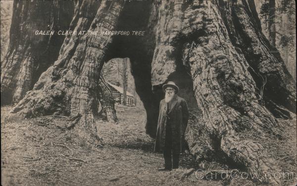 Galen Clark at the Haverford Tree Yosemite, CA Postcard