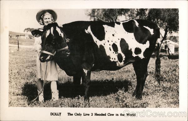 Dolly, the only live 2 headed cow in the world Circus Postcard