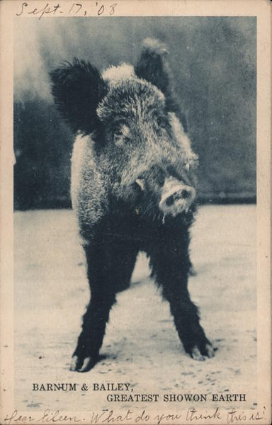Boar, Barnum & Bailey, Greatest Show On Earth Circus Postcard