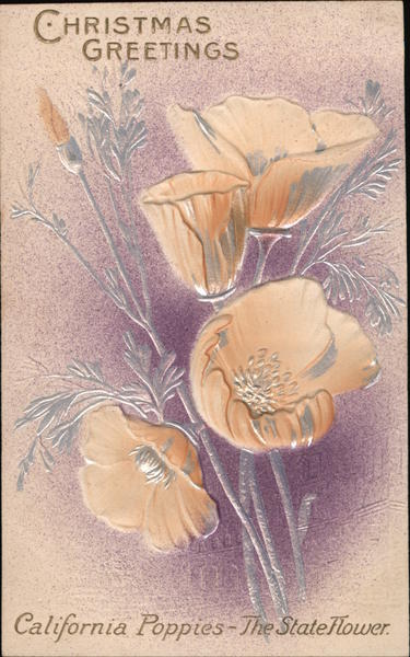 Christmas Greetings, California Poppies-The State Flower Postcard
