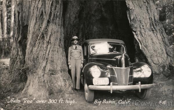 "Auto Tree", Over 300 Ft. High Big Basin, CA Postcard