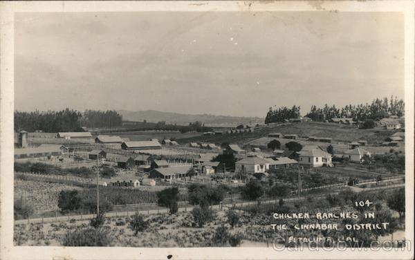 Chicken Ranches in the Cinnabar District Petaluma, CA Postcard