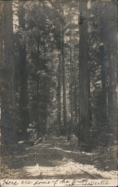 Train Tracks Through Redwood Trees Vacation, CA Postcard
