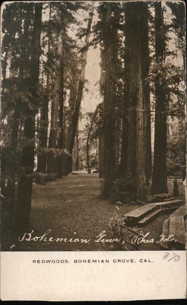 Redwoods Bohemian Grove Monte Rio CA Postcard Redwoods Bohemian Grove Monte Rio CA Postcard
