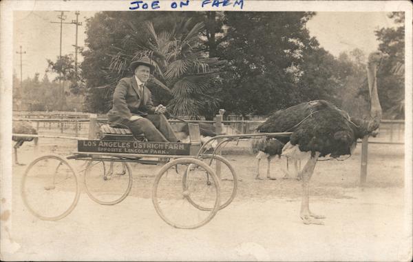 Ostritch-drawn cart at Los Angeles Ostrich Farm California Postcard