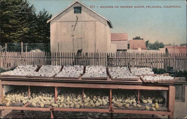 Brooder Chicken Ranch Petaluma, CA Postcard