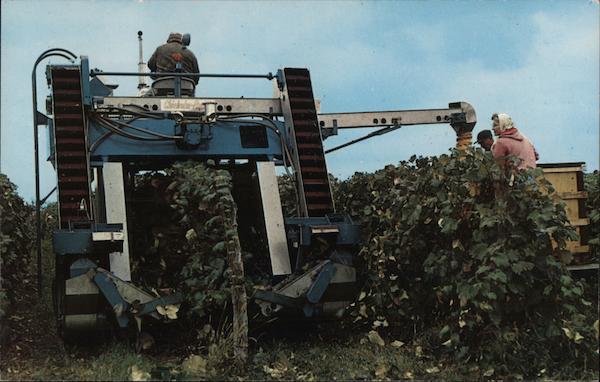 Concord Grape Picker Farming Postcard